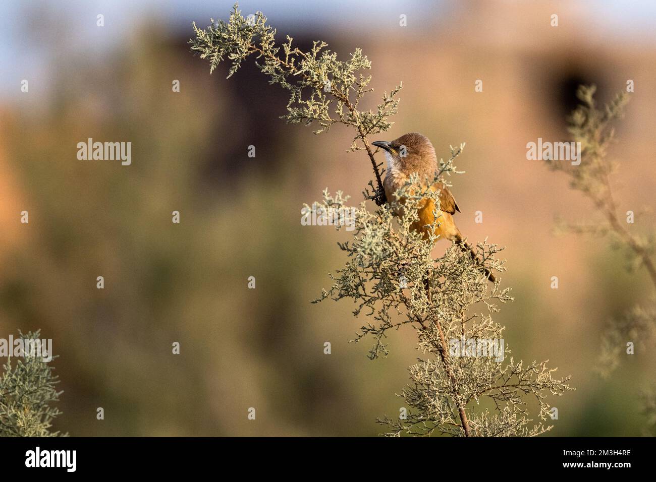 Fulvous Babbler, Fulvous Chatterer, Argya fulva, Turdoides fulva ...