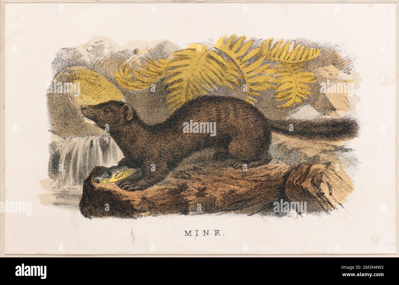 Mink , Minks. Louis Prang & Company Collection Stock Photo - Alamy