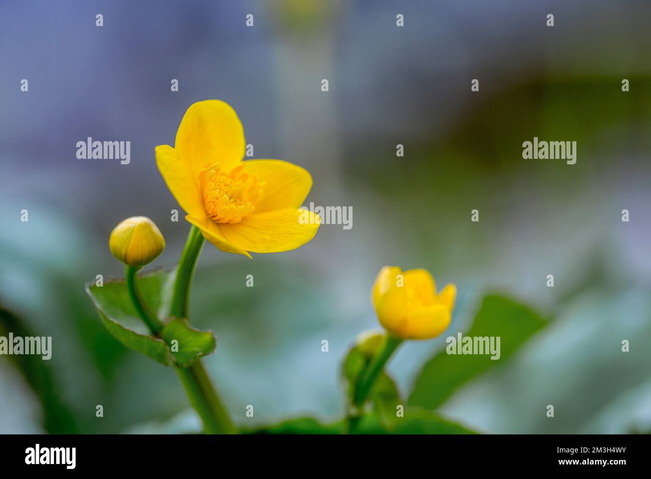 Marsh Marigold; Caltha palustris; Flowers; UK Stock Photo - Alamy