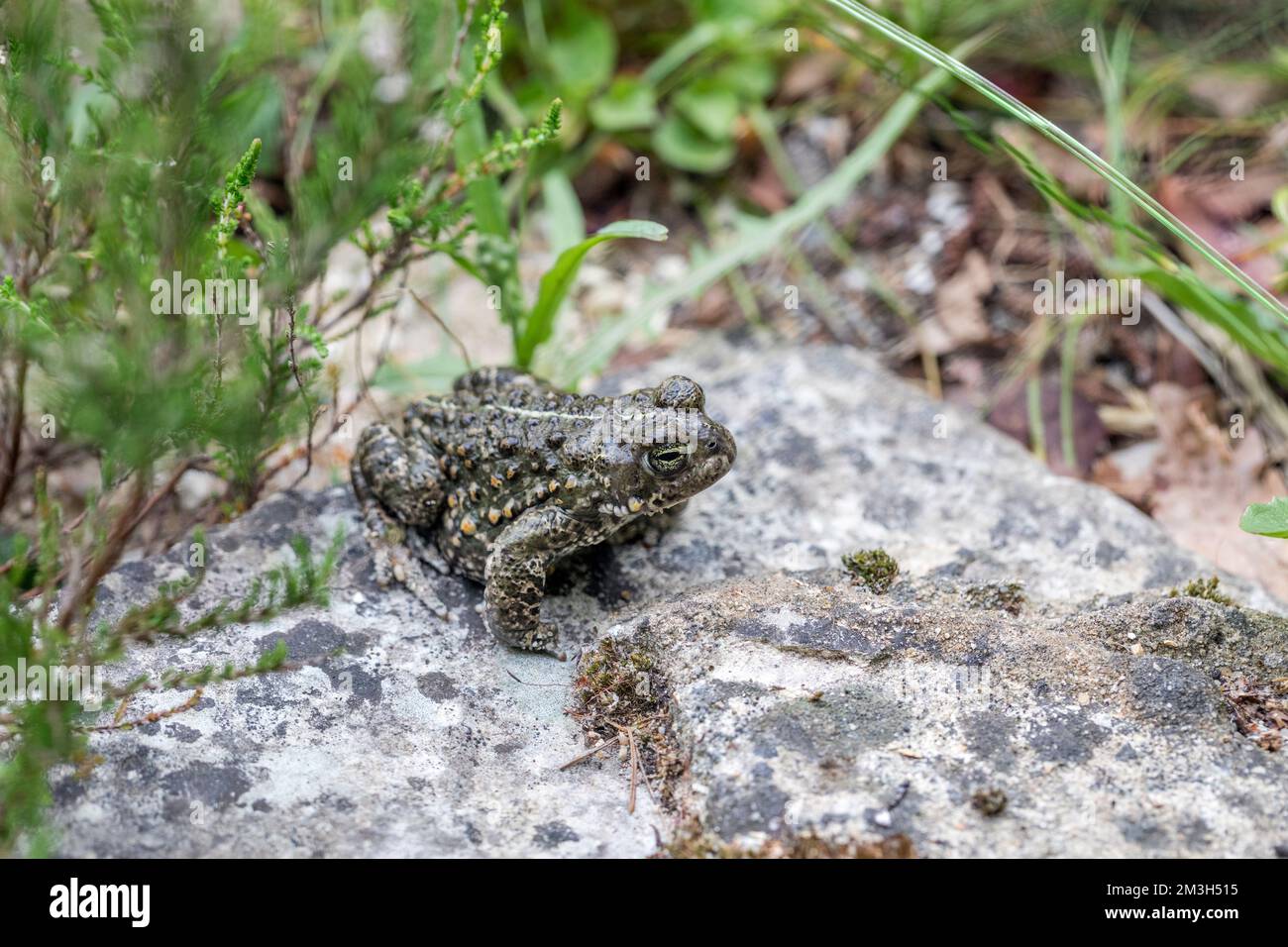Natterjack Toad; Epidalea calamita; UK Stock Photo - Alamy