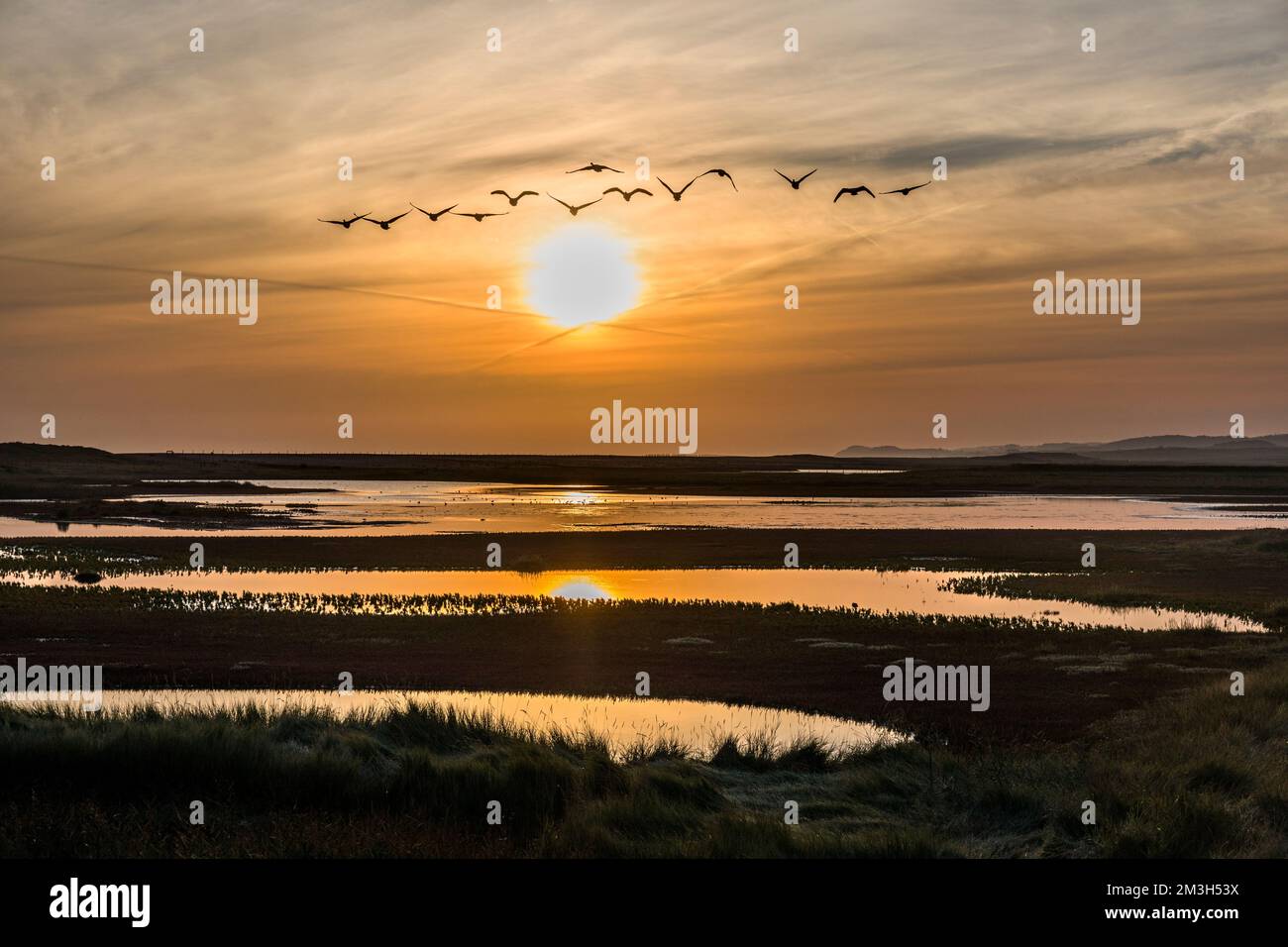 East marsh hi-res stock photography and images - Alamy