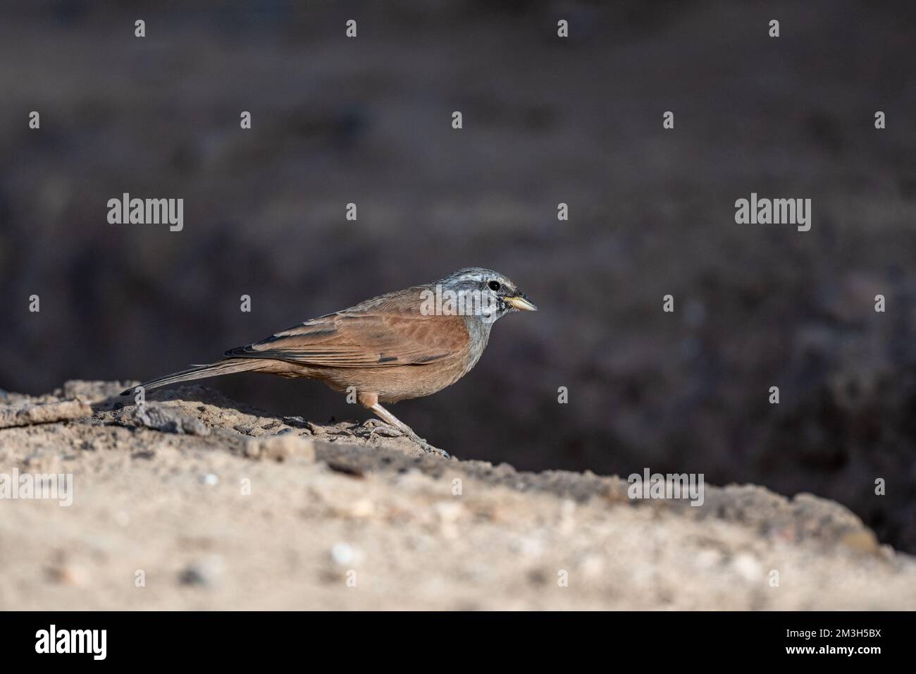House bunting bird hi-res stock photography and images - Alamy