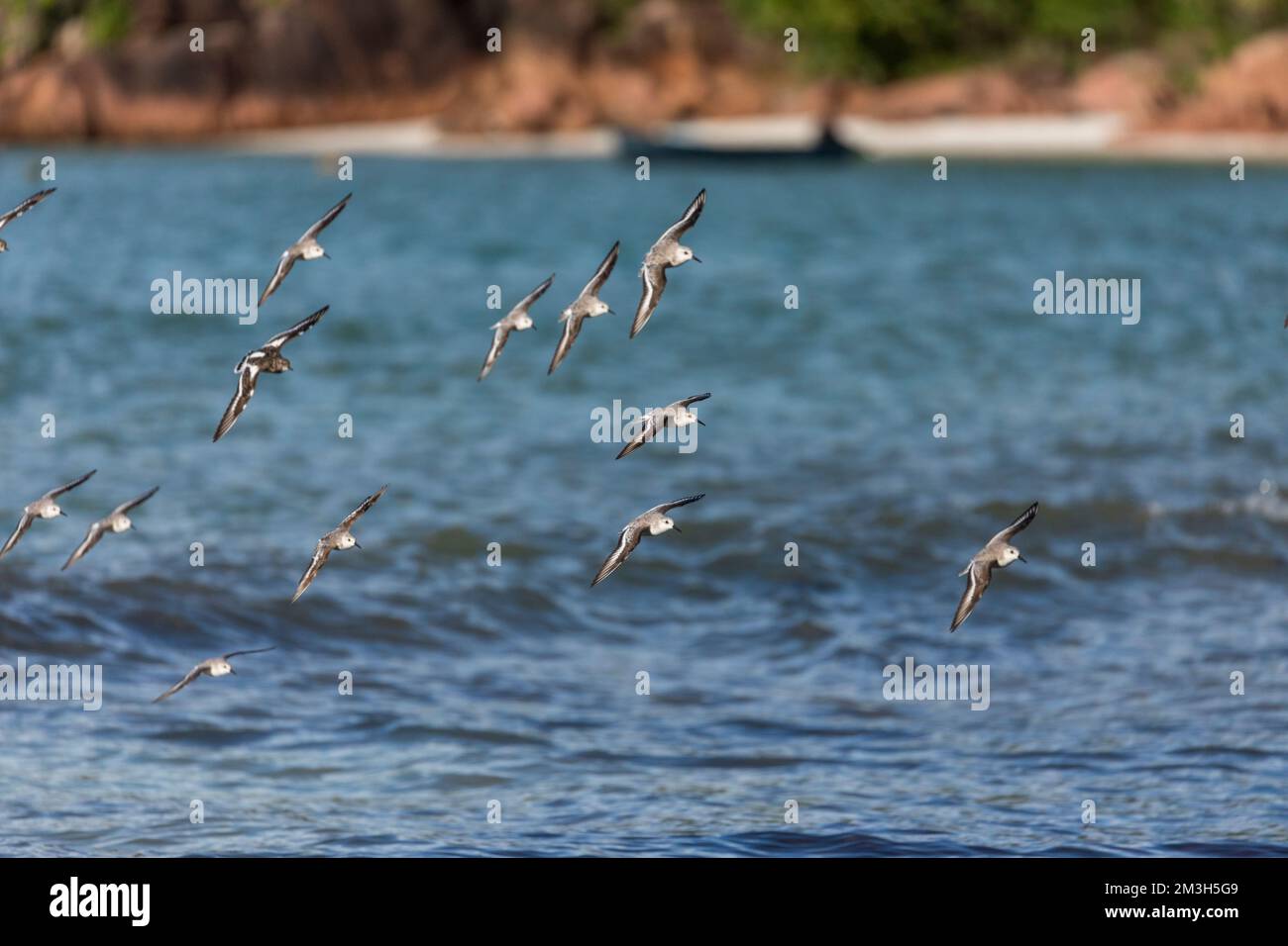 Sanderling; Calidris alba; With Turnstone in Flight; Cornwall; UK Stock ...