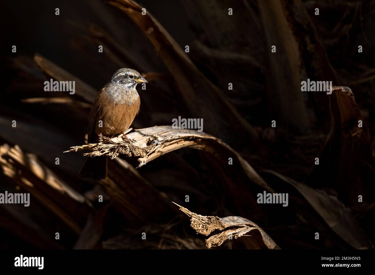 House bunting bird hi-res stock photography and images - Alamy