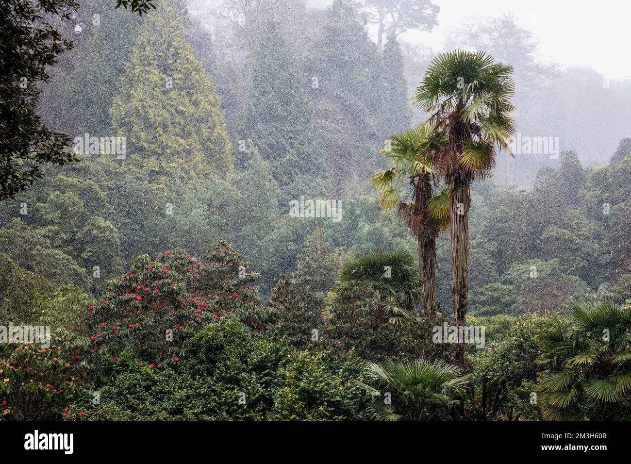 Trebah Garden; Snow; Cornwall; UK Stock Photo - Alamy