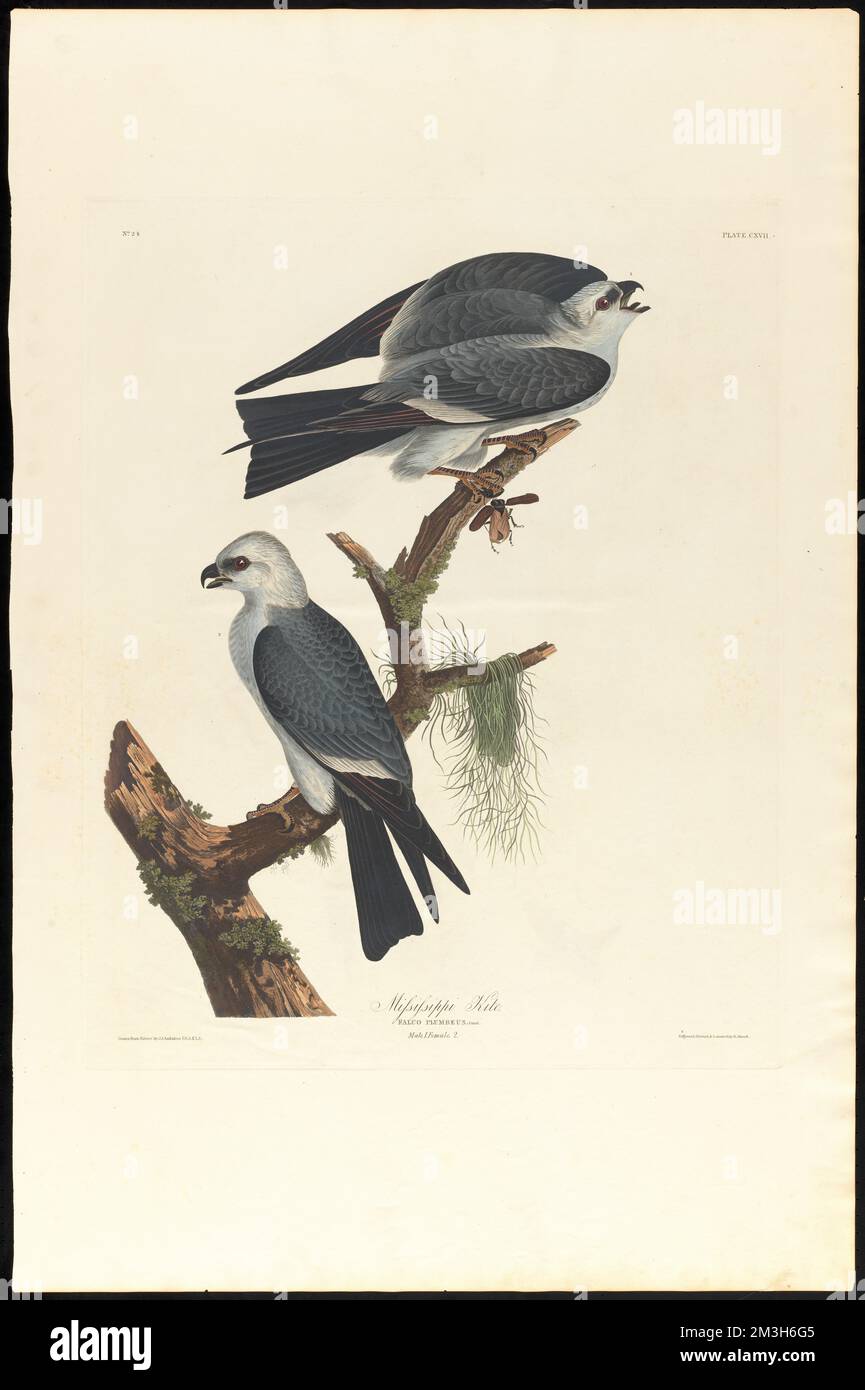 C plumbeus hi-res stock photography and images - Alamy