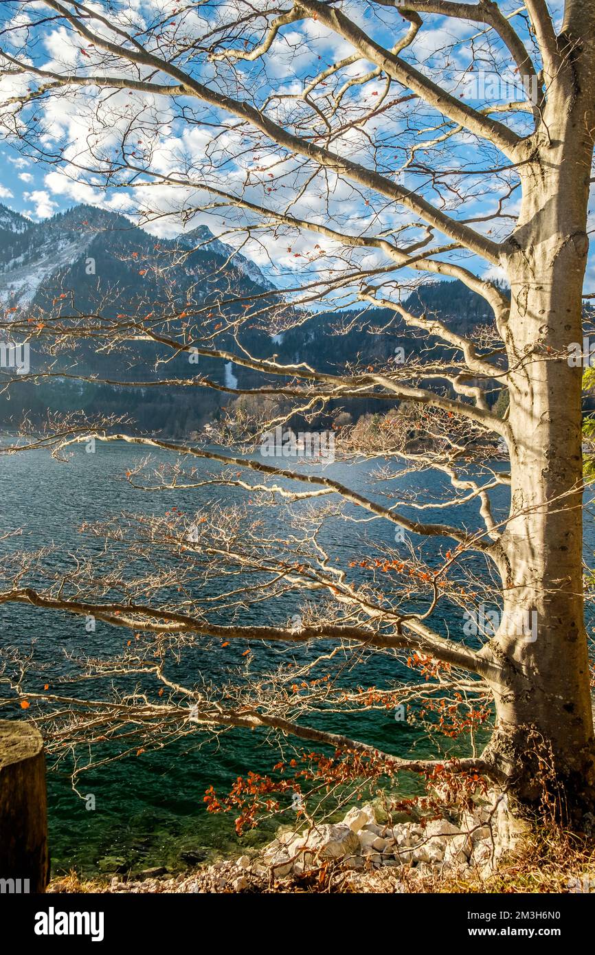 Am laubbaum hi-res stock photography and images - Alamy