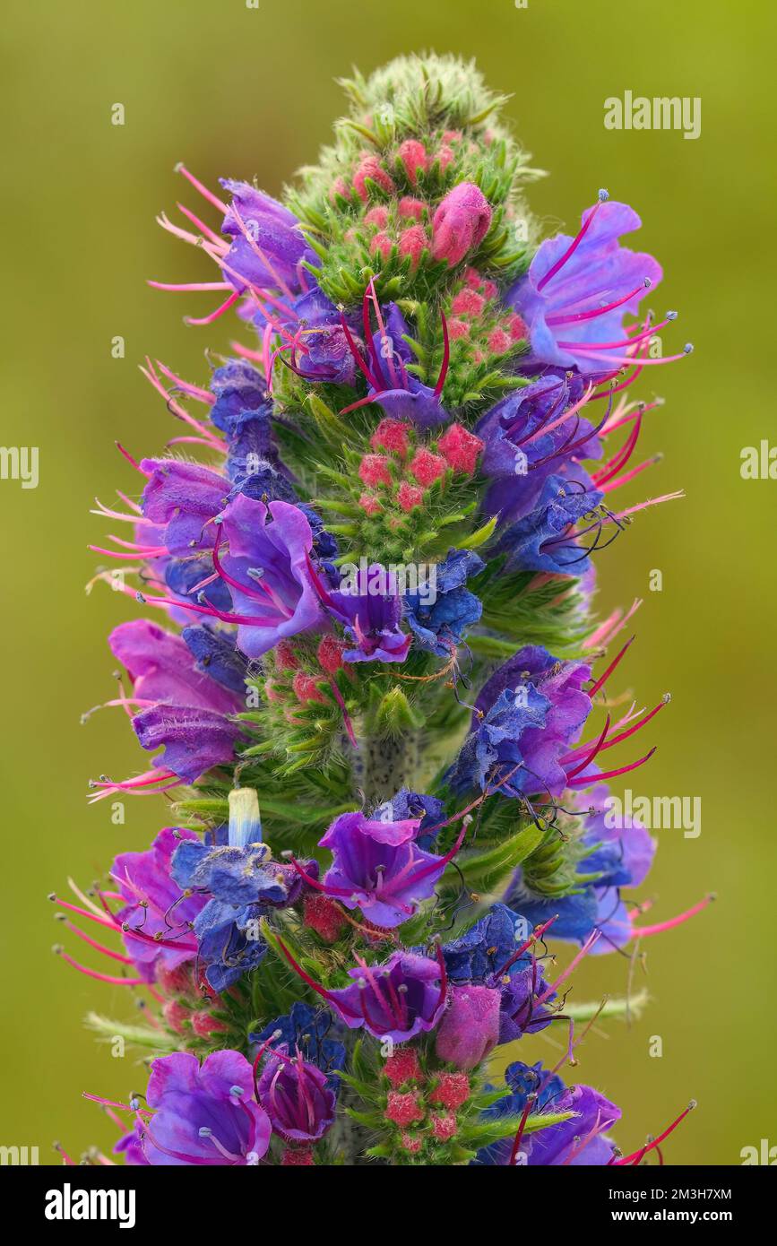 Vertical closeup on the colorful vipers bugloss flower, Echium vulgare ...