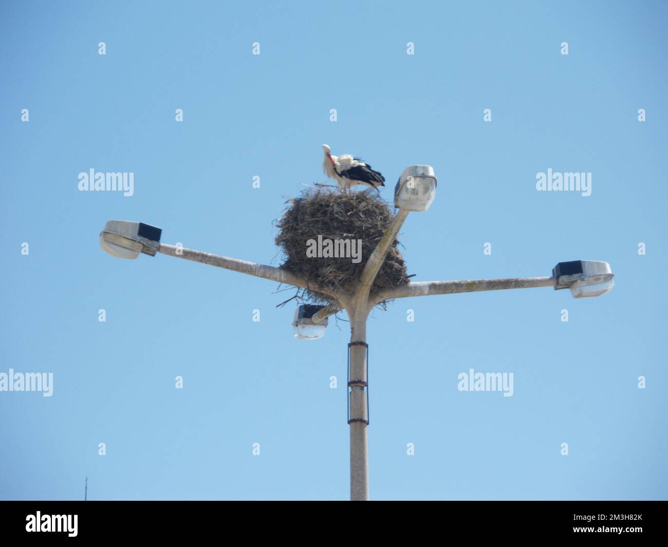 The nest of a stork on a lamppost in Faro, Portugal Stock Photo - Alamy