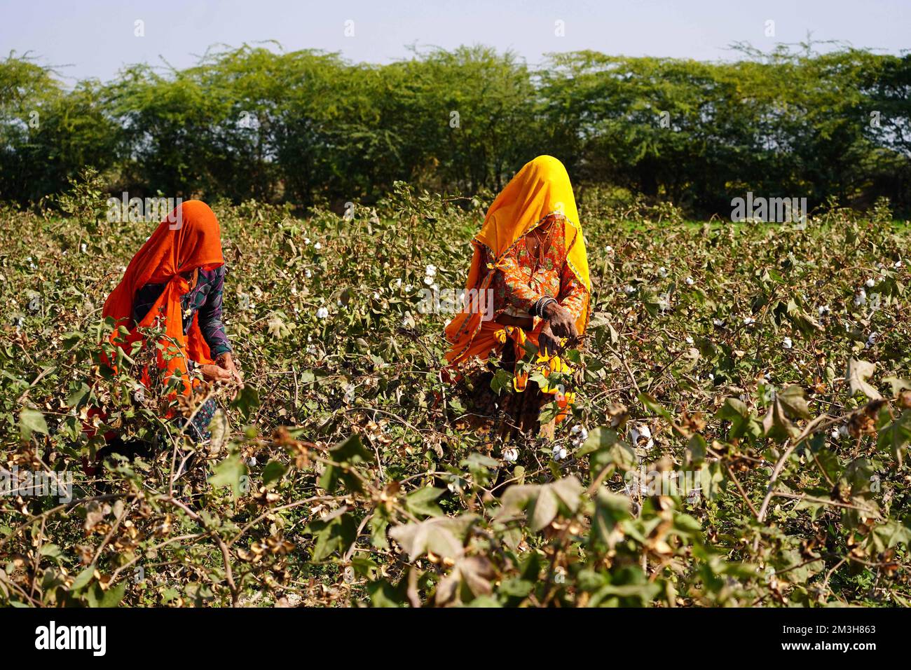 Cotton Plantations 2022