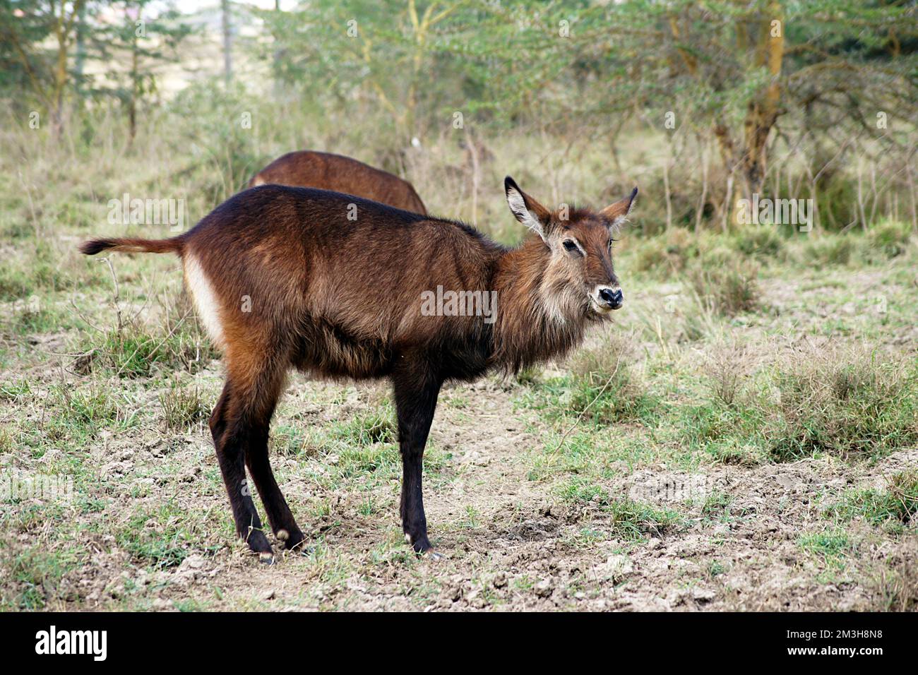Female antelope in Lake Nakuru, Kenya Stock Photo - Alamy
