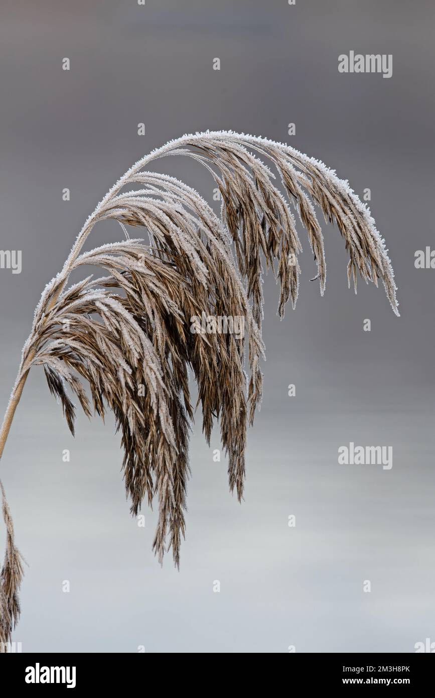 Common Reed (Phragmites australis) Whitlingham CP Norfolk UK GB ...