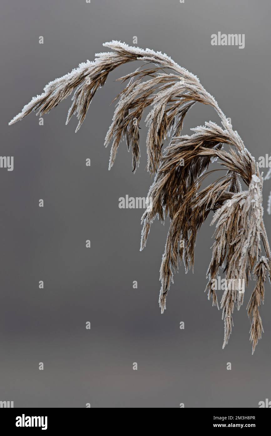 Common Reed (Phragmites australis) Whitlingham CP Norfolk UK GB ...