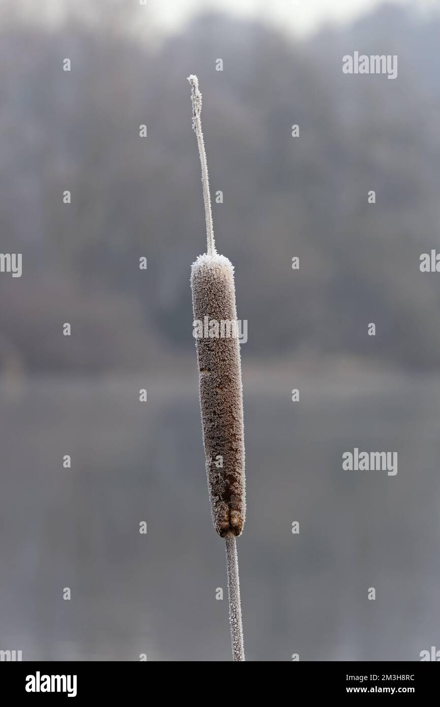Reedmace typha latifolia hi-res stock photography and images - Alamy