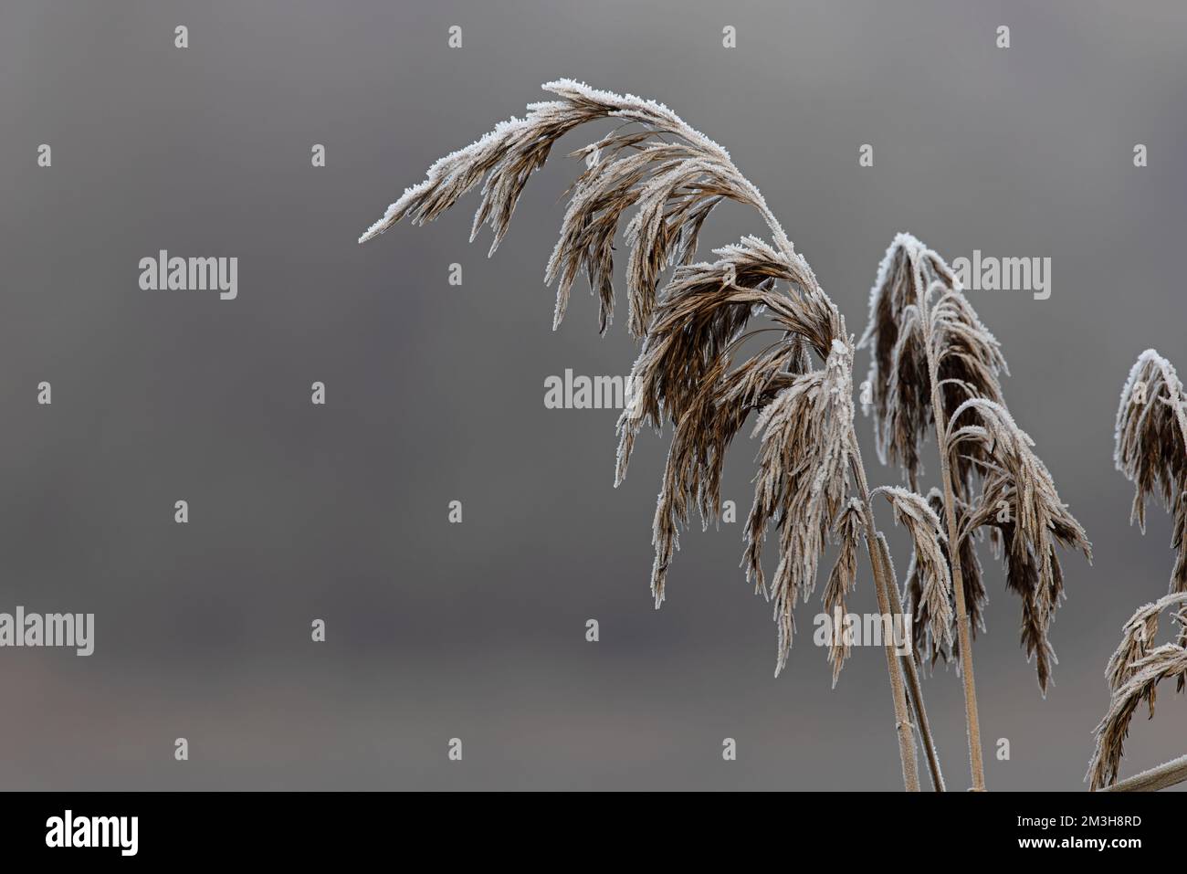 Common Reed (Phragmites australis) Whitlingham CP Norfolk UK GB ...