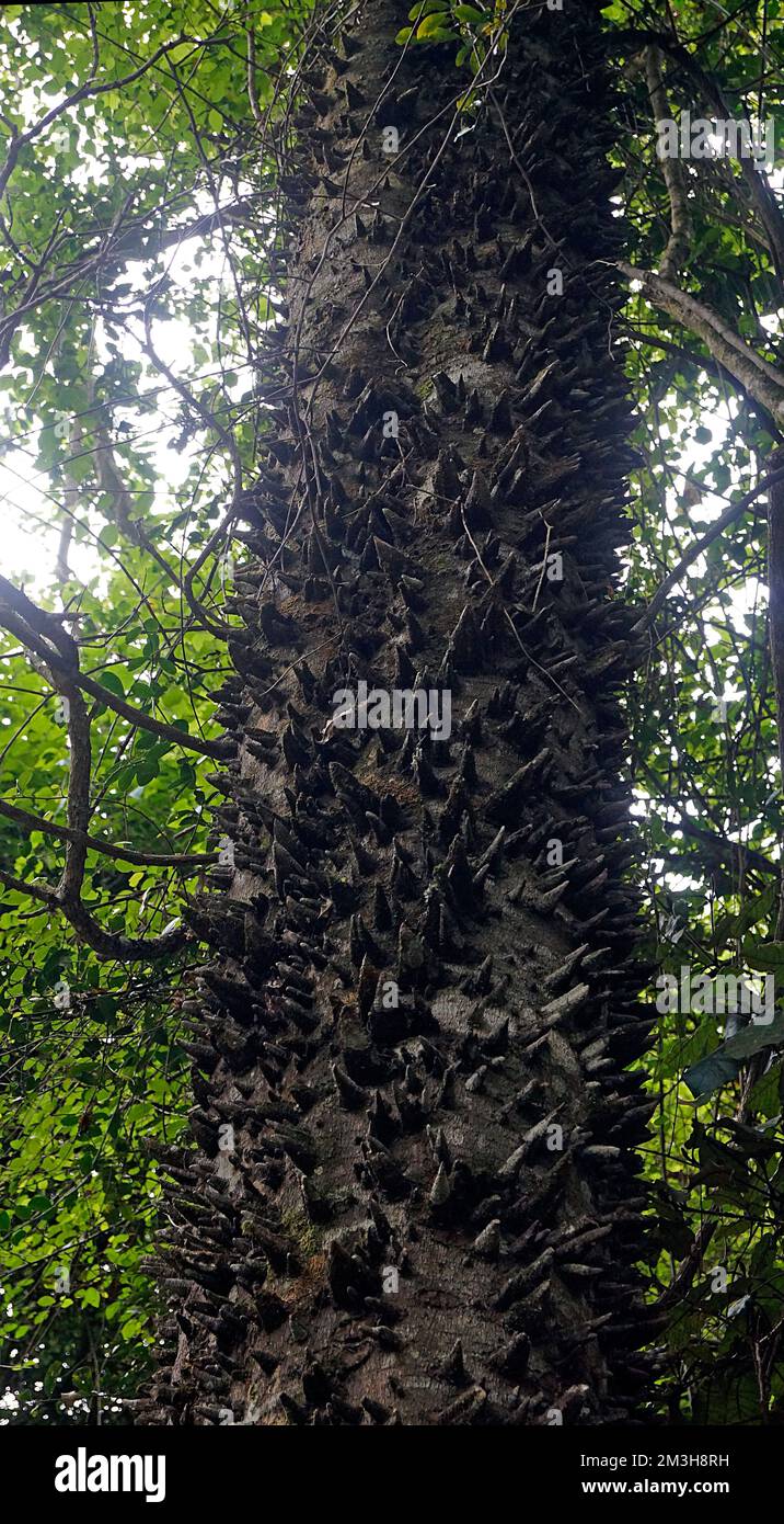 Tree withe spikes, Garden R oute, South Africa Stock Photo - Alamy