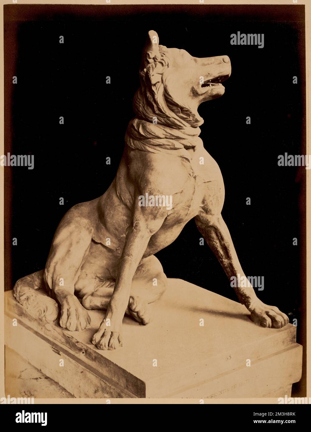 Molossian dog hi-res stock photography and images - Alamy