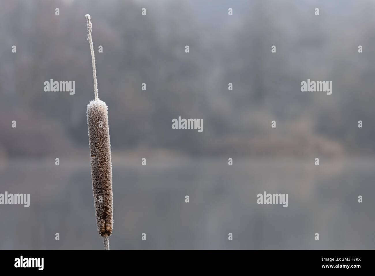 Greater Reedmace (Typha latifolia) frosted bulrush Whitlingham CP ...