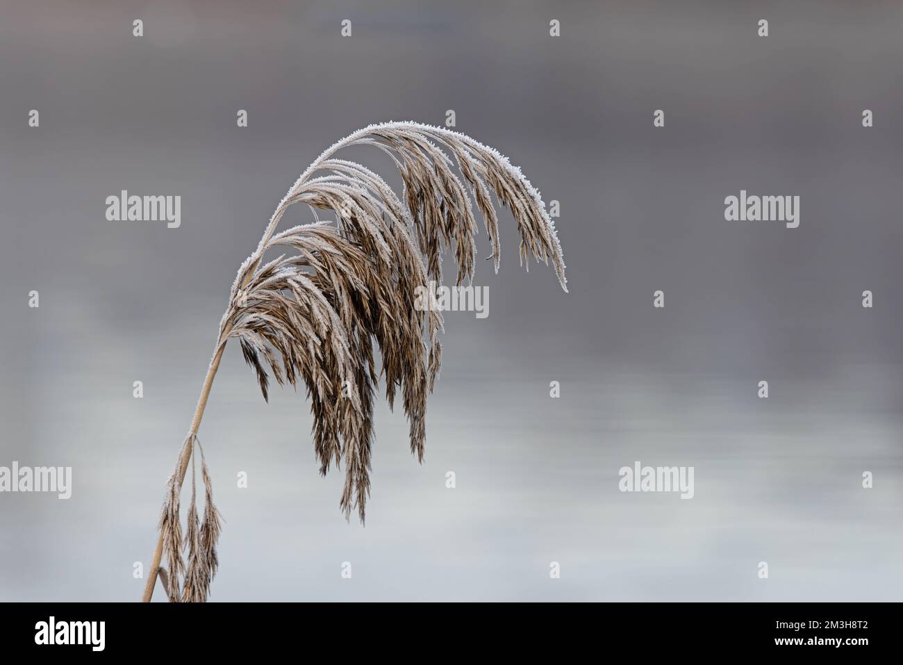 Common Reed (Phragmites australis) Whitlingham CP Norfolk UK GB ...