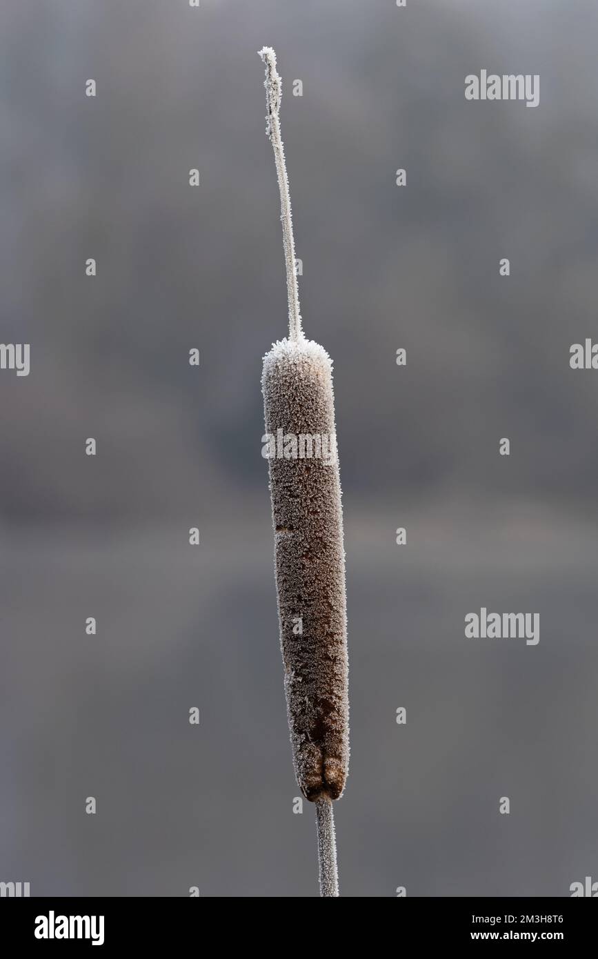 Reedmace typha latifolia hi-res stock photography and images - Alamy