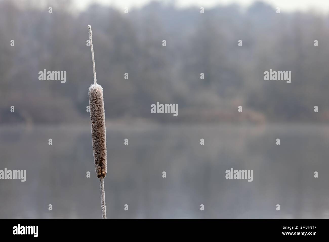 Greater Reedmace (Typha latifolia) frosted bulrush Whitlingham CP ...