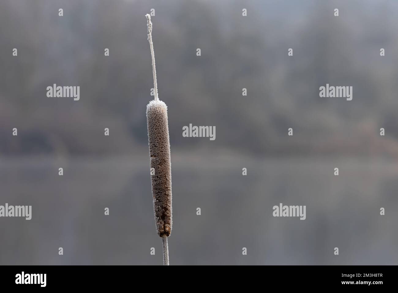 Greater Reedmace (Typha latifolia) frosted bulrush Whitlingham CP ...