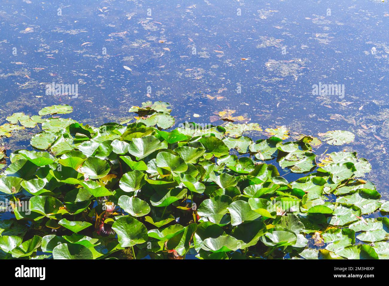 Old pond overgrown with water lilies and hornwort. Quiet backwater ...