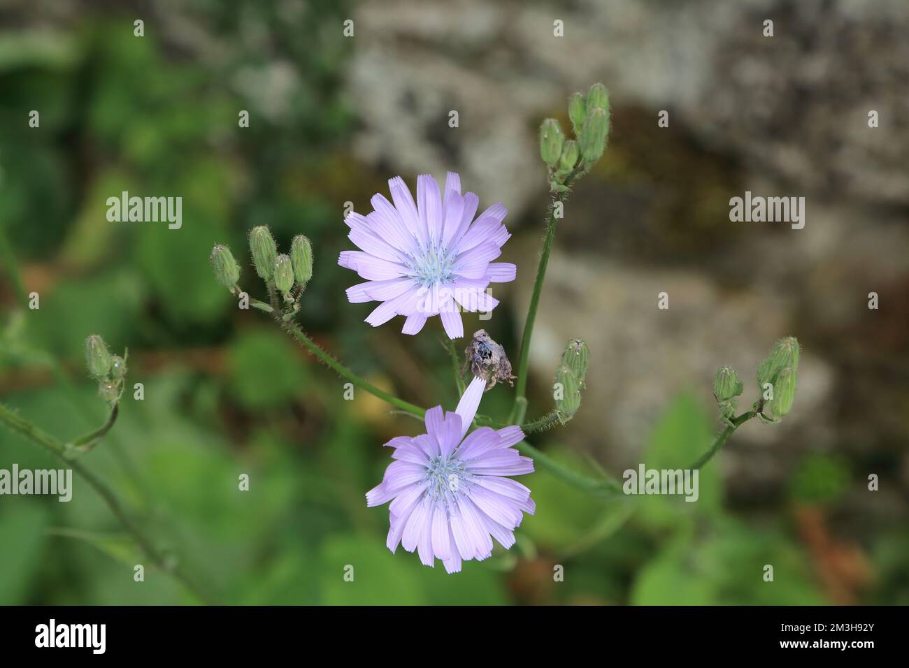 Flowering chicory plant (cichorium intybus) also known as blue daisy ...