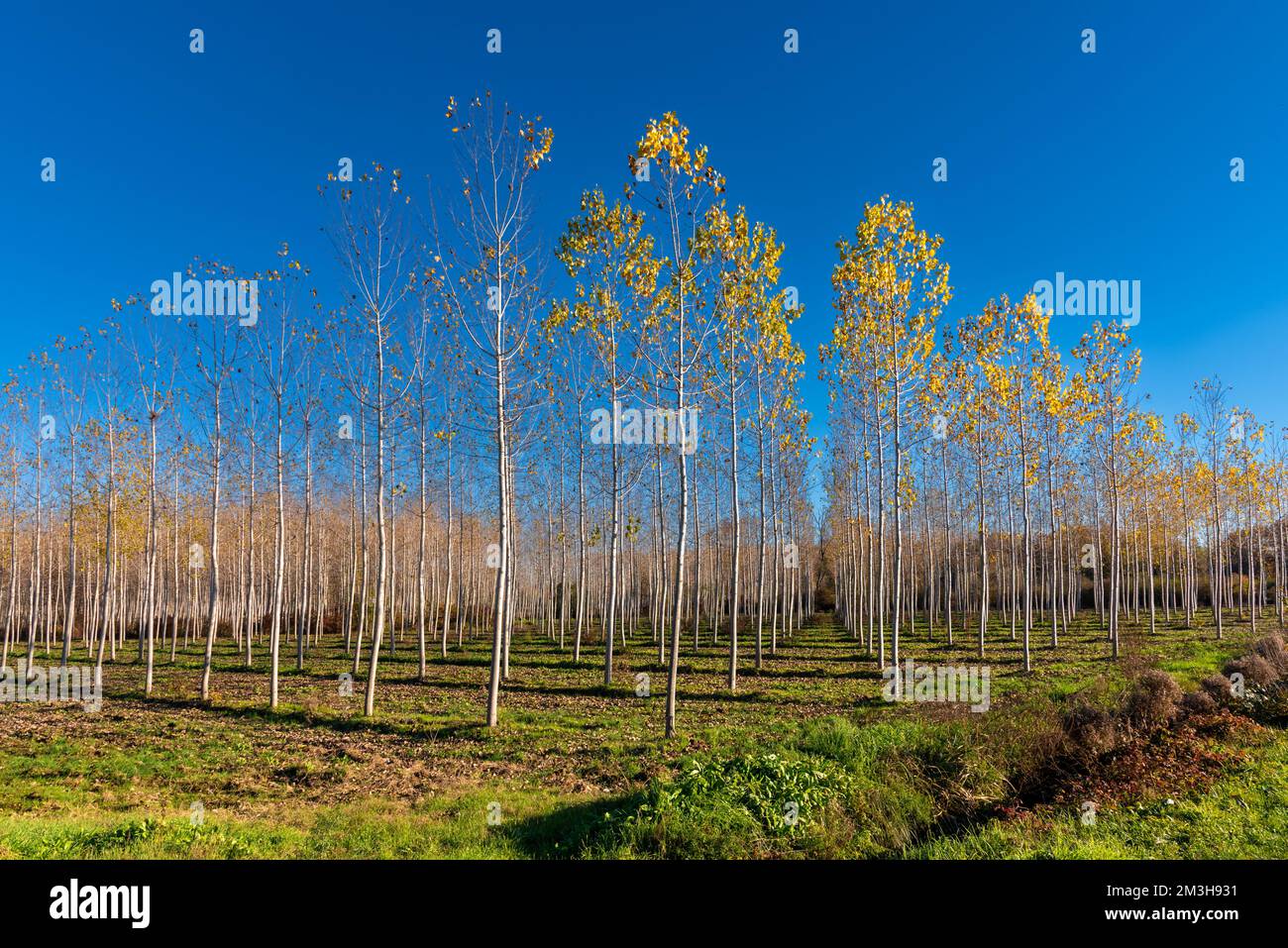 Poplar tree grove with tree rows in cultivation in the Po valley in ...