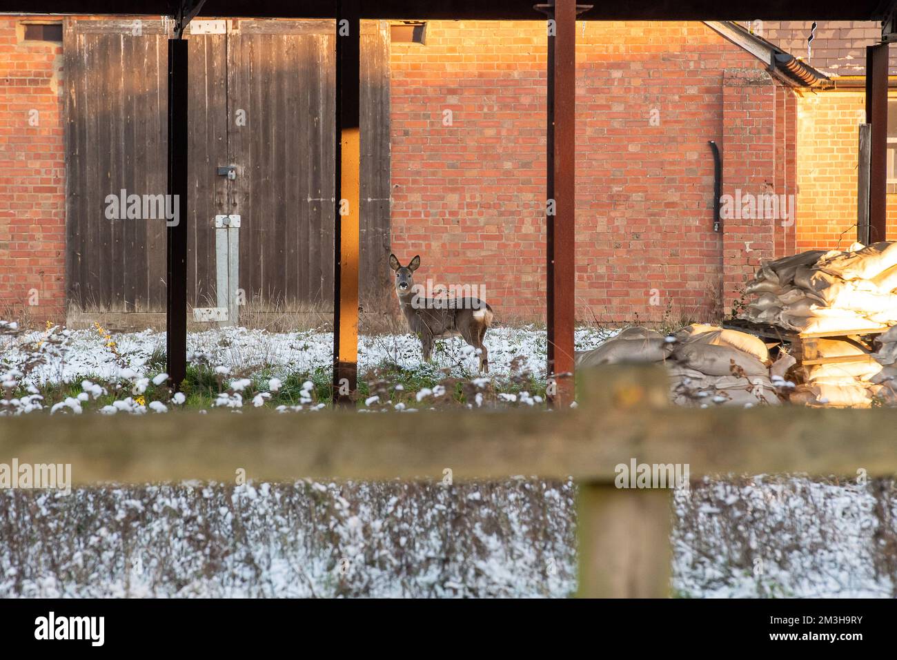 Boveney, Buckinghamshire, UK. 15th December, 2022. Roe deer at the farm ...