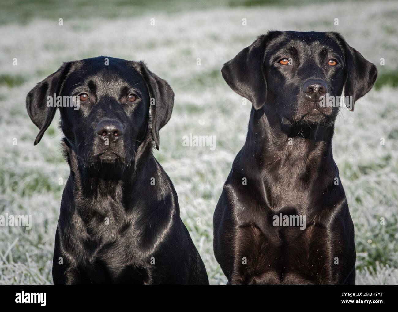 Black labrador in frost hi-res stock photography and images - Alamy
