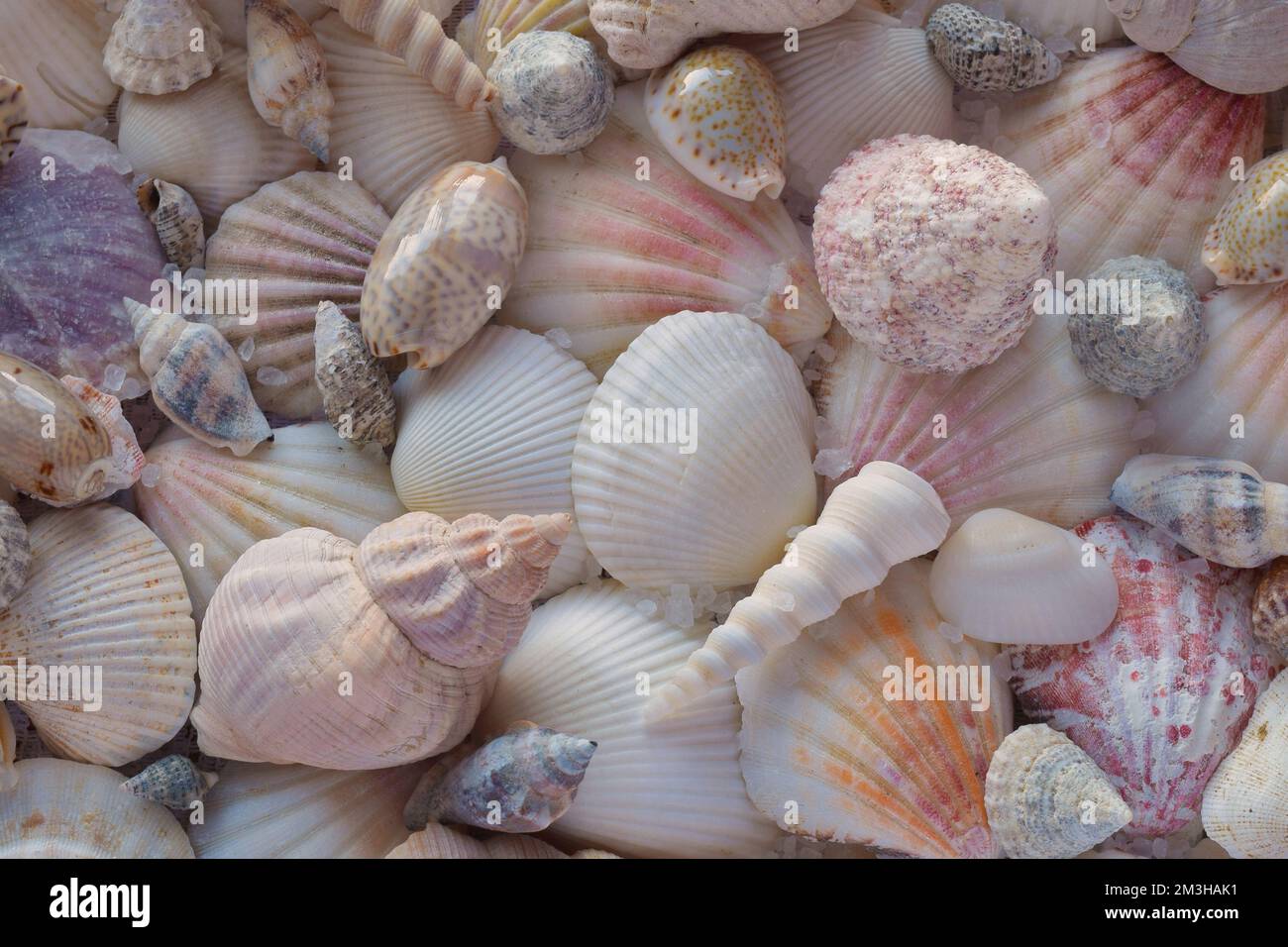 Seashell salt hi-res stock photography and images - Alamy