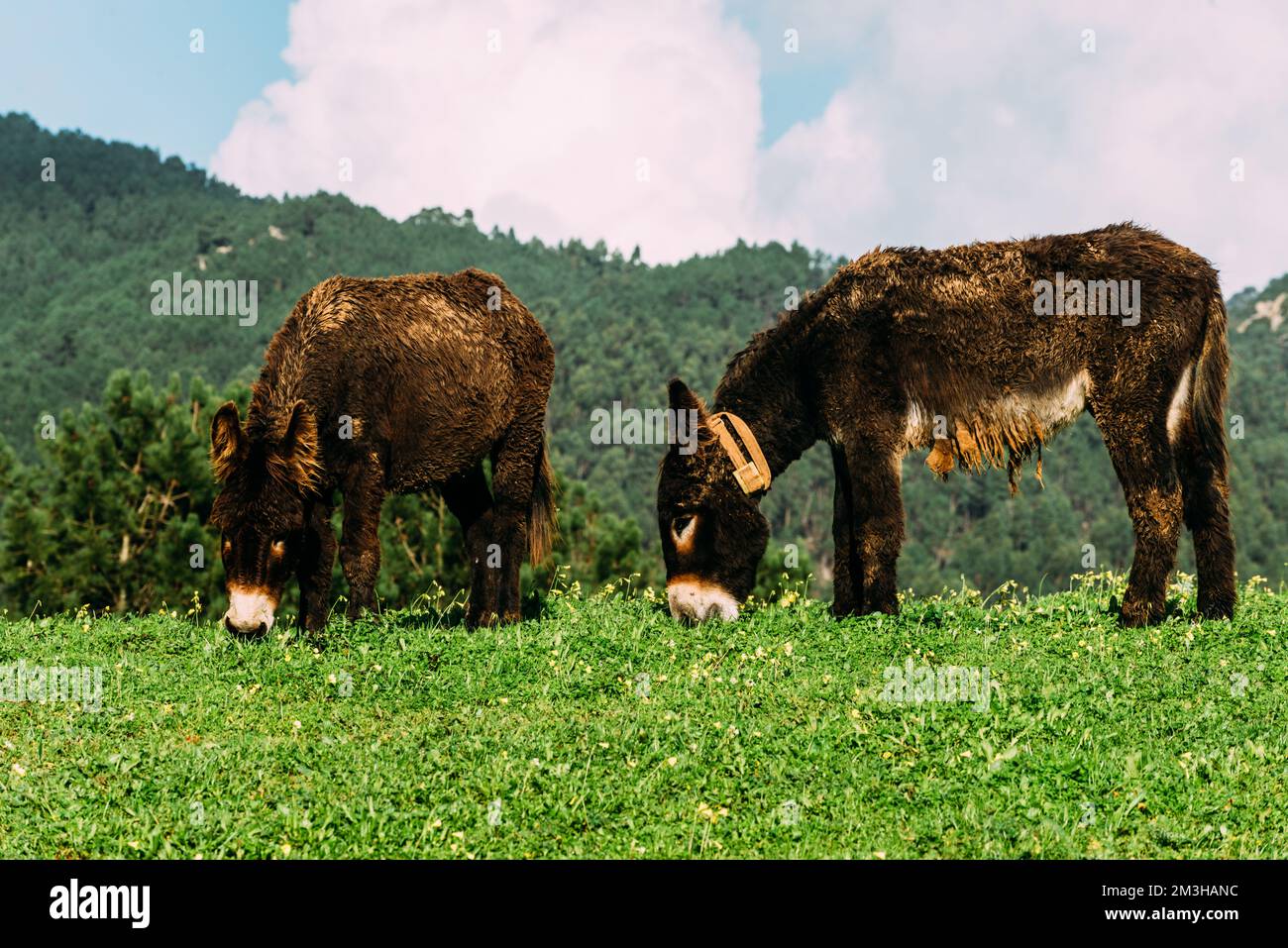 Two donkeys farm hi-res stock photography and images - Alamy