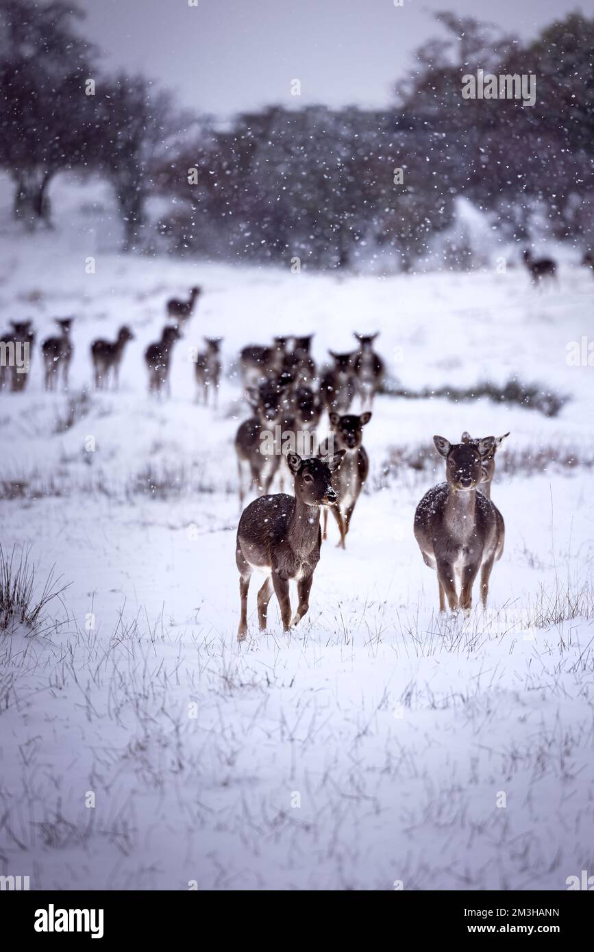 A herd of brown fallow deer on a white snowfield in Germany in a ...