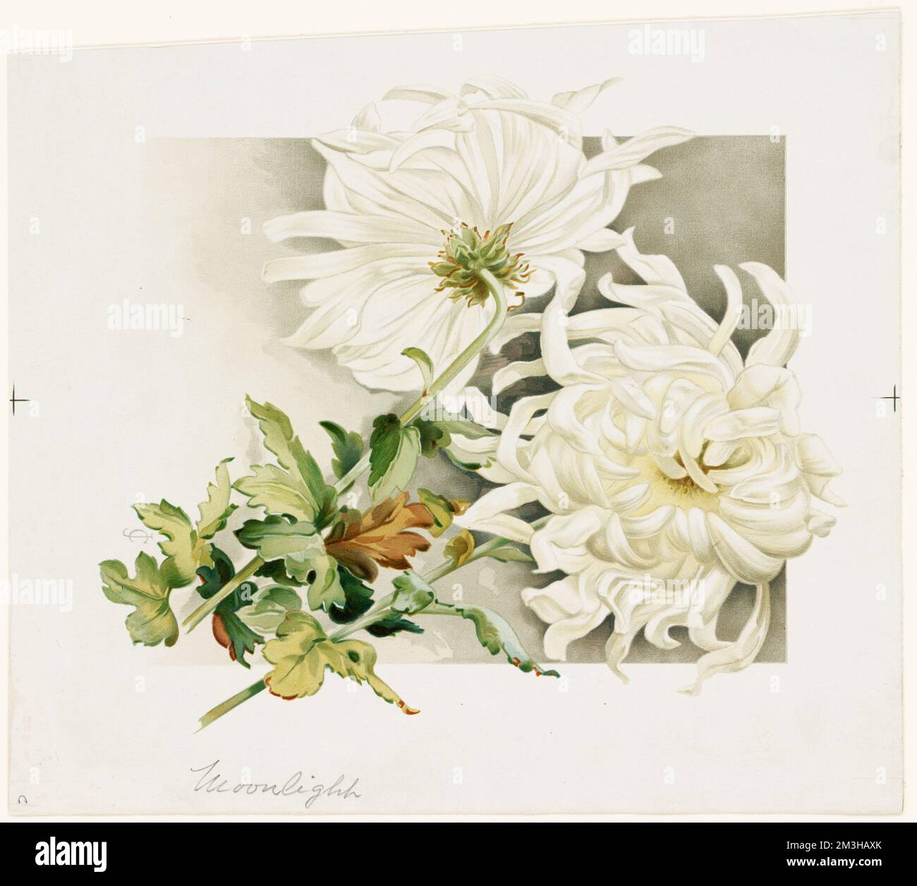 Moonlight , Moonlight. Louis Prang & Company Collection Stock Photo - Alamy