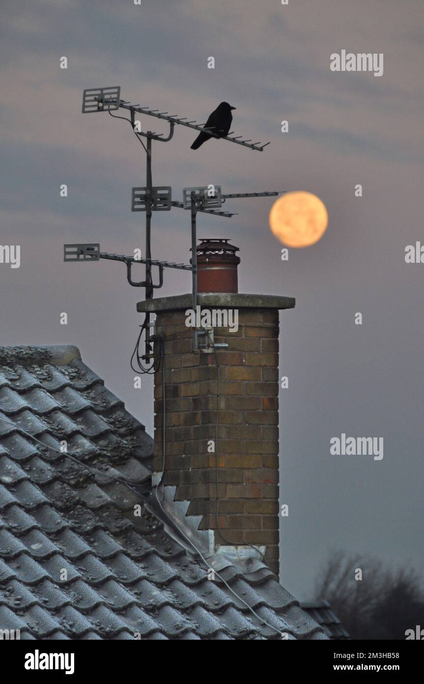 Crow and moon Stock Photo - Alamy
