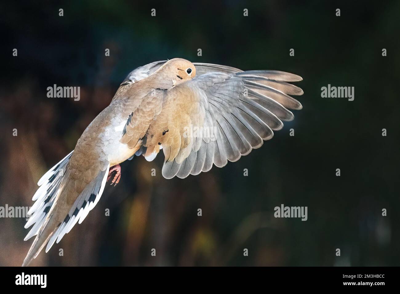Flying of doves hi-res stock photography and images - Alamy