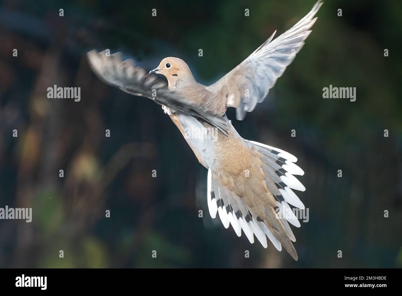 Flying of doves hi-res stock photography and images - Alamy