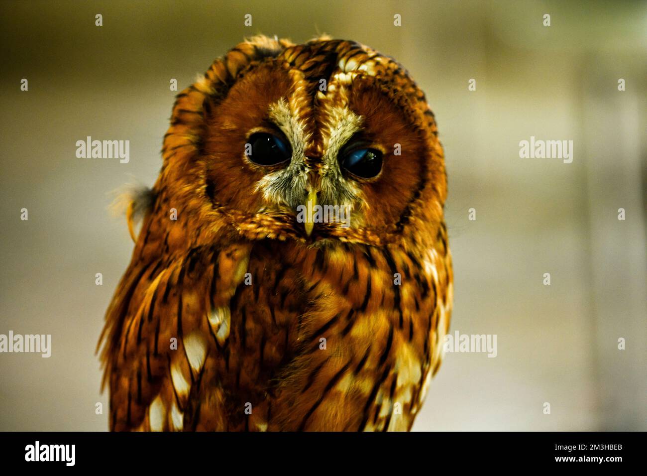 Strix aluco or common tawny owl, red phase, is a medium-sized bird of ...
