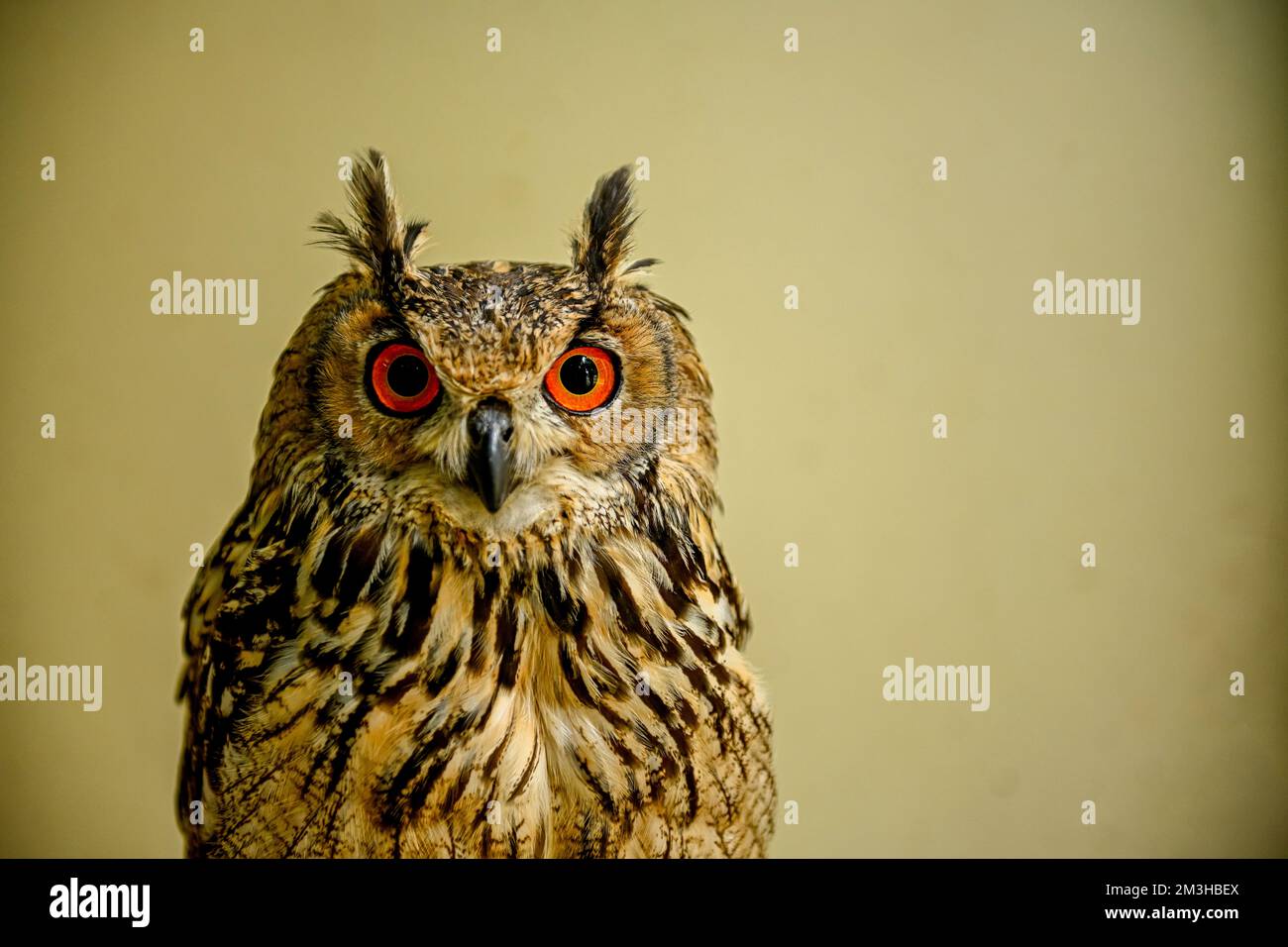 Bubo bengalensis or Bengal owl or Indian eagle owl is a species of ...