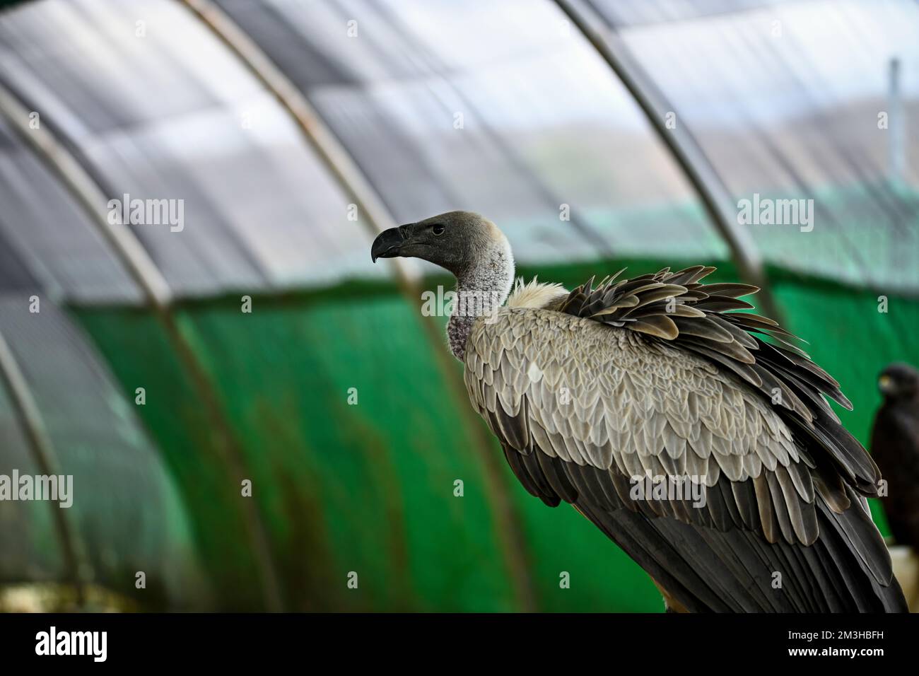 Accipitriforme accipitridae hi-res stock photography and images - Alamy