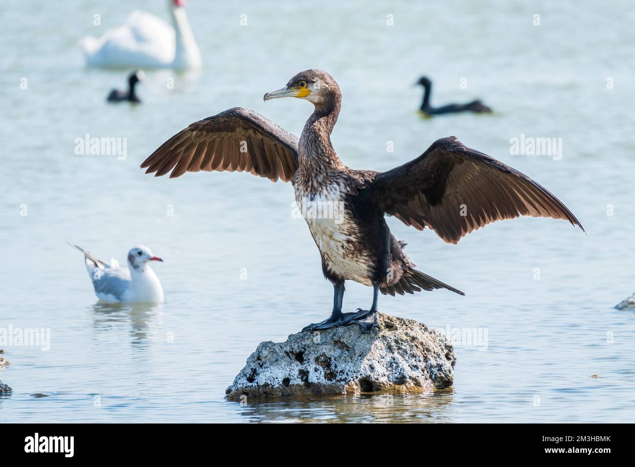 Great cormorant, Phalacrocorax carbo, sits on stone and dries its wings ...