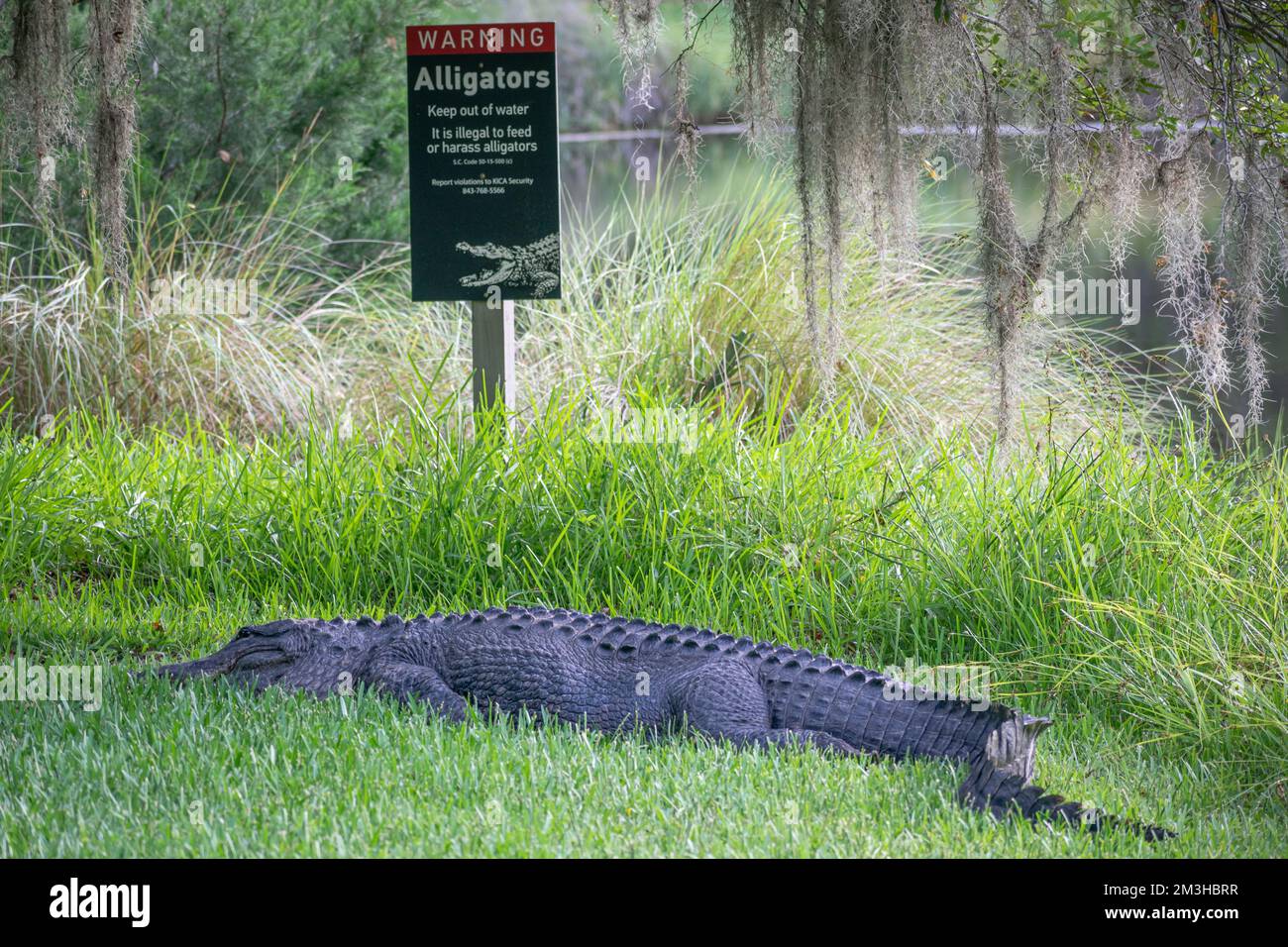 A side view of American alligator sunbathing on lush green lakeshore in ...