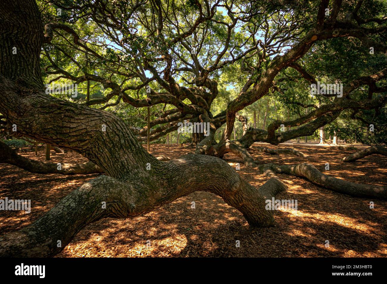 The Angel Oak tree landmark in Charleston, South Carolina Stock Photo ...