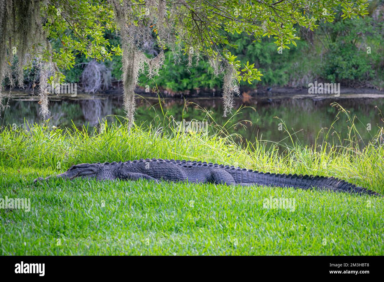 Alligator in a sunbath hi-res stock photography and images - Alamy
