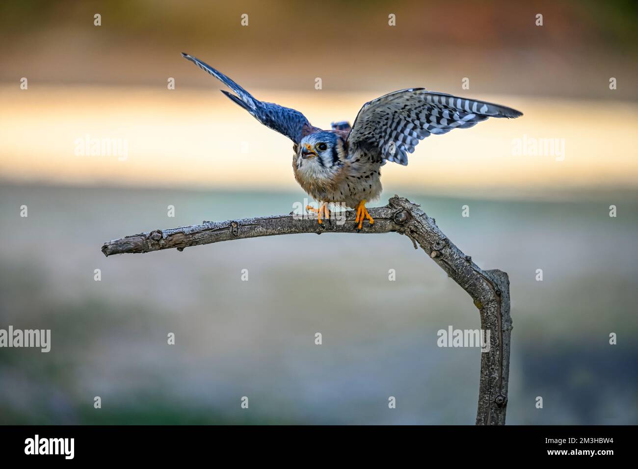 Cuyaya hi-res stock photography and images - Alamy