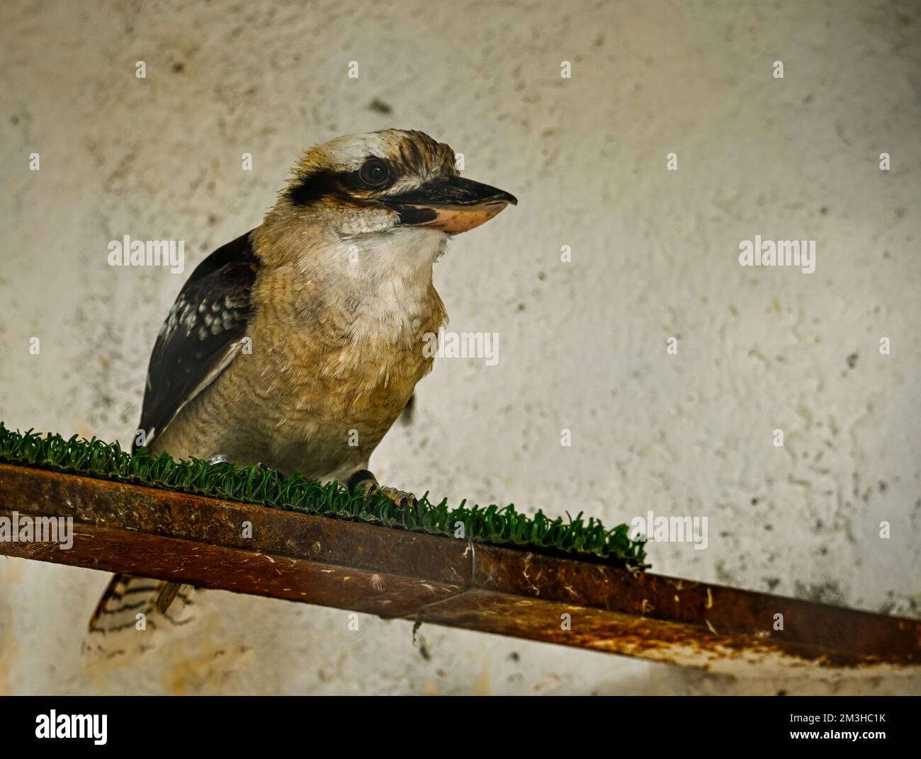 Dacelo novaeguineae or common kookaburra, is a species of coraciform ...