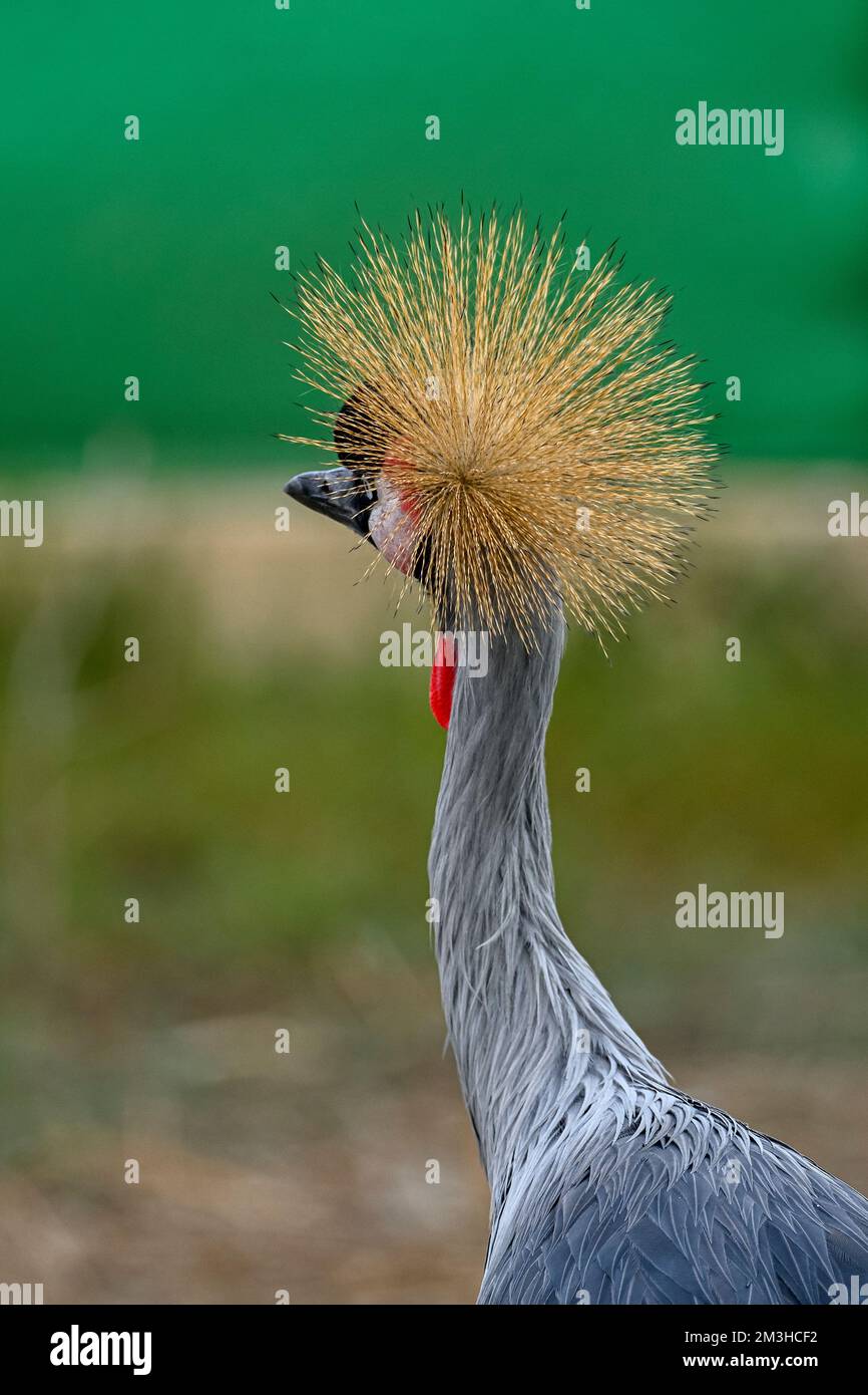Balearica regulorum or the Grey-crowned Crane is a gruiform bird in the ...