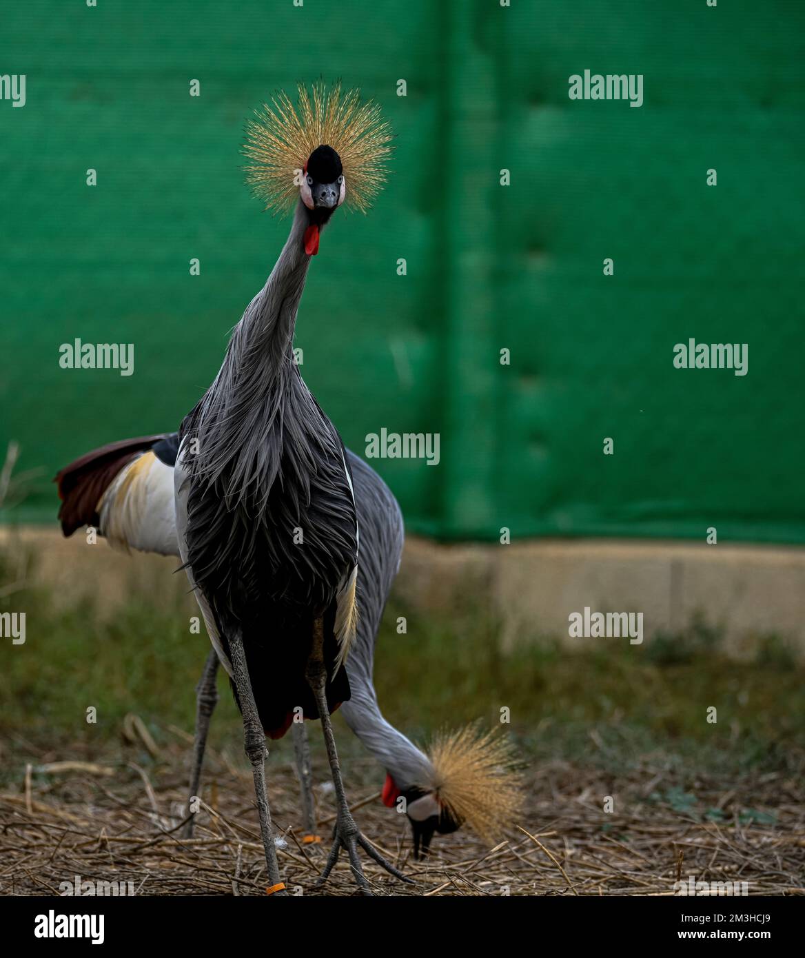 Balearica regulorum or the Grey-crowned Crane is a gruiform bird in the ...
