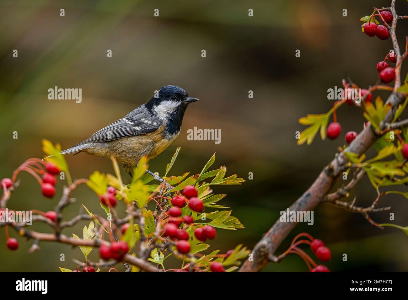 Periparus ater or Titmouse is a species of passerine bird in the ...